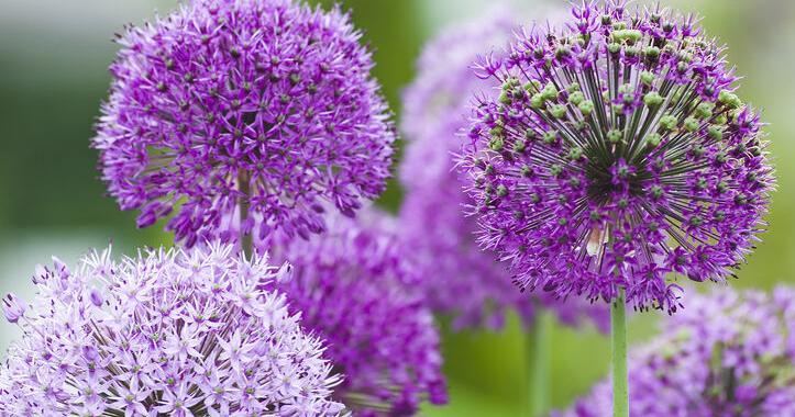 Give Your Spring Bulbs a Little TLC in June for a Great Bloom Next Year ...