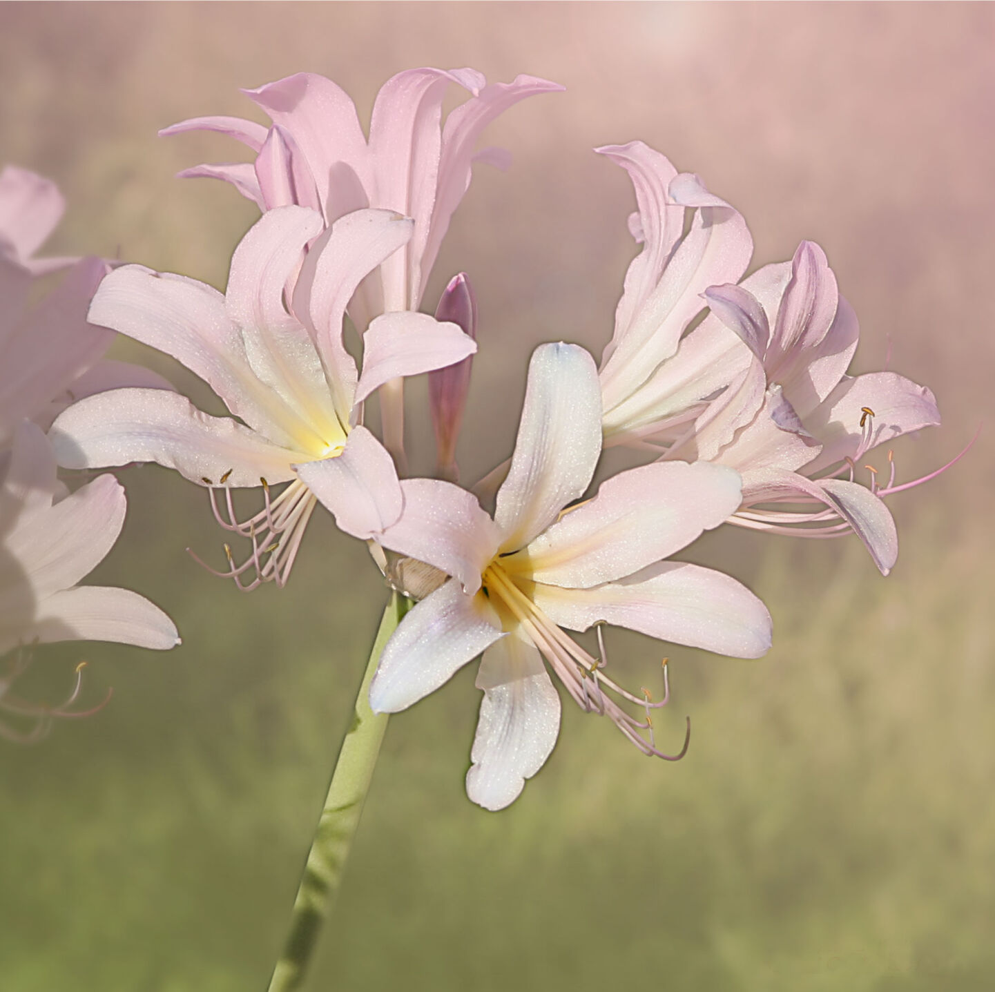 The Mysterious Resurrection Lily [Opinion] | Gardening Tips and How-To ...