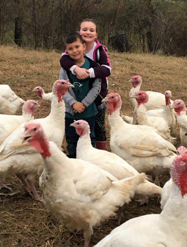 West Virginia Turkeys Thrive on Free Range | Poultry News ...
