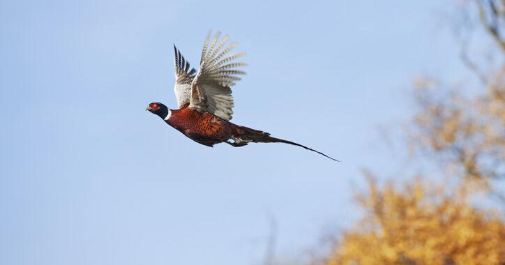 Avian Influenza Strikes Pennsylvania Pheasant Hunting Preserve ...