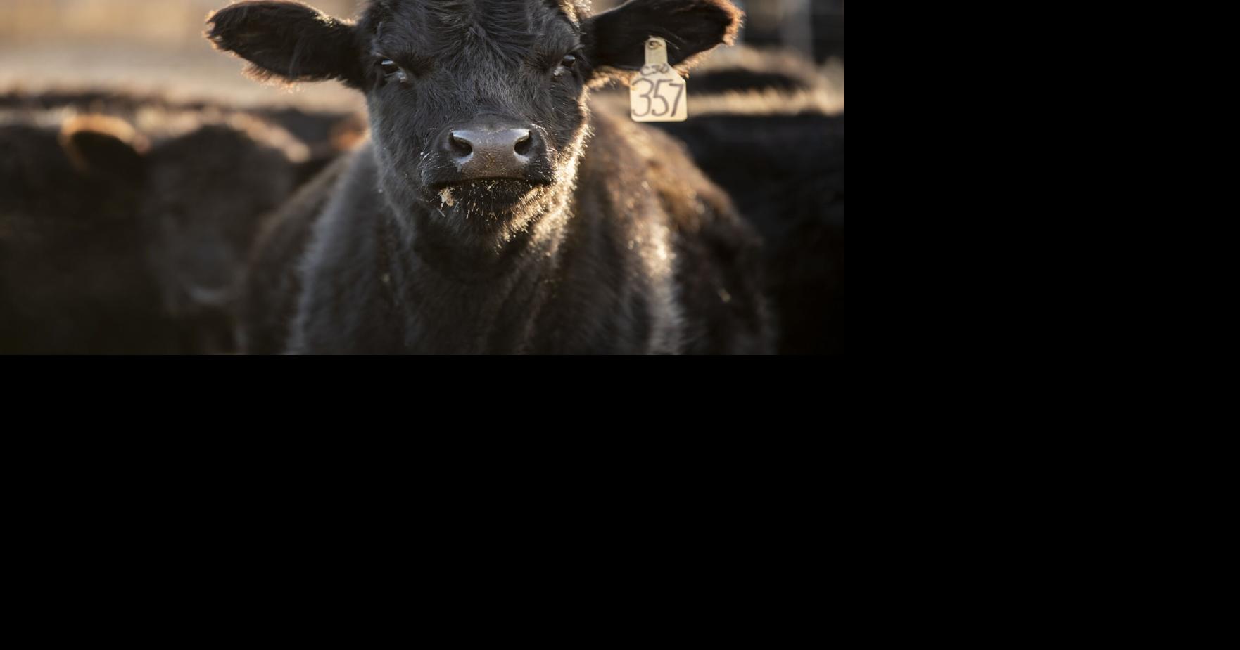 Pennsylvania Beef Experts Say There's Room for Growth in Cattle ...