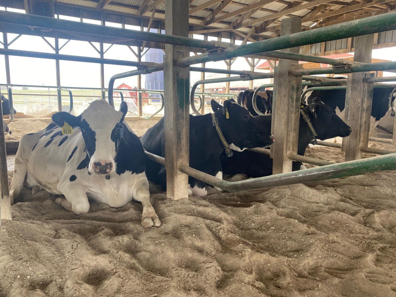 8 Ways to Reduce Somatic Cell Counts in Your Dairy Cows | Dairy News ...