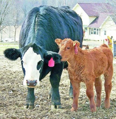 Widow Continues Simme Valley Farm’s Legacy | | lancasterfarming.com