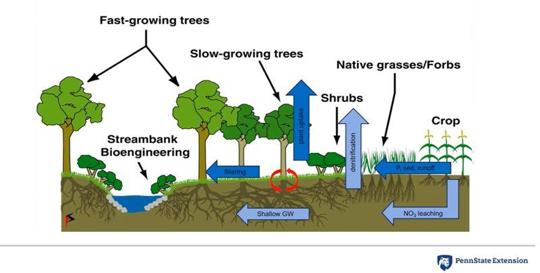 Getting the Most Out of Riparian Buffers | Farming and Agricultural ...