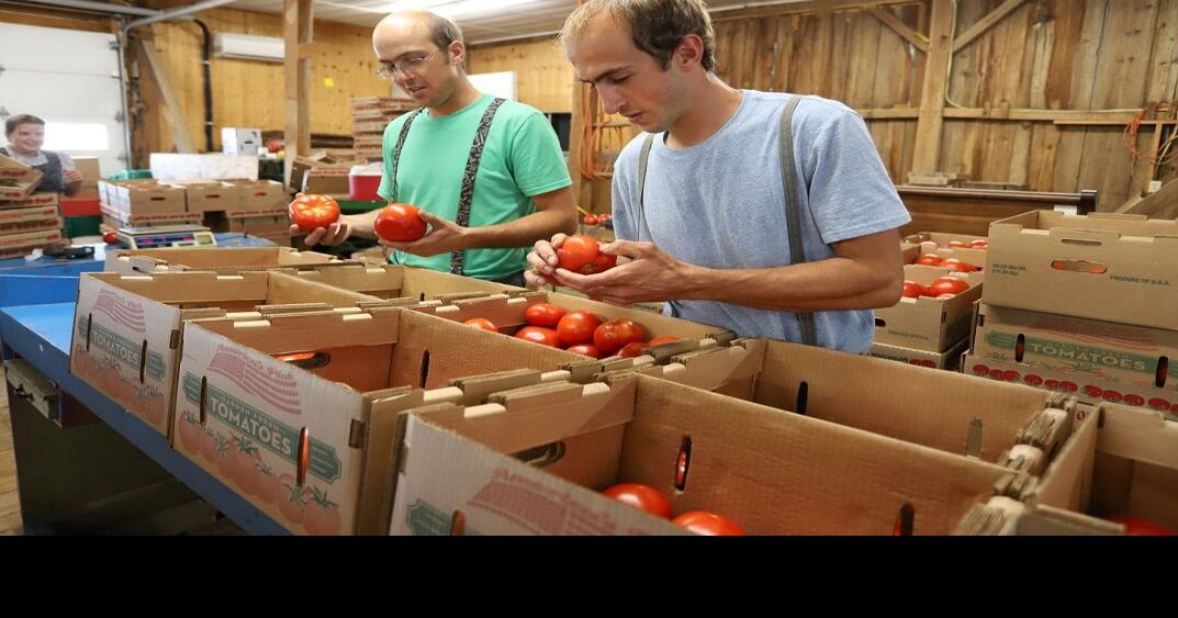 The Weekly Roller-Coaster Ride of Wholesale Tomato Prices | News ...
