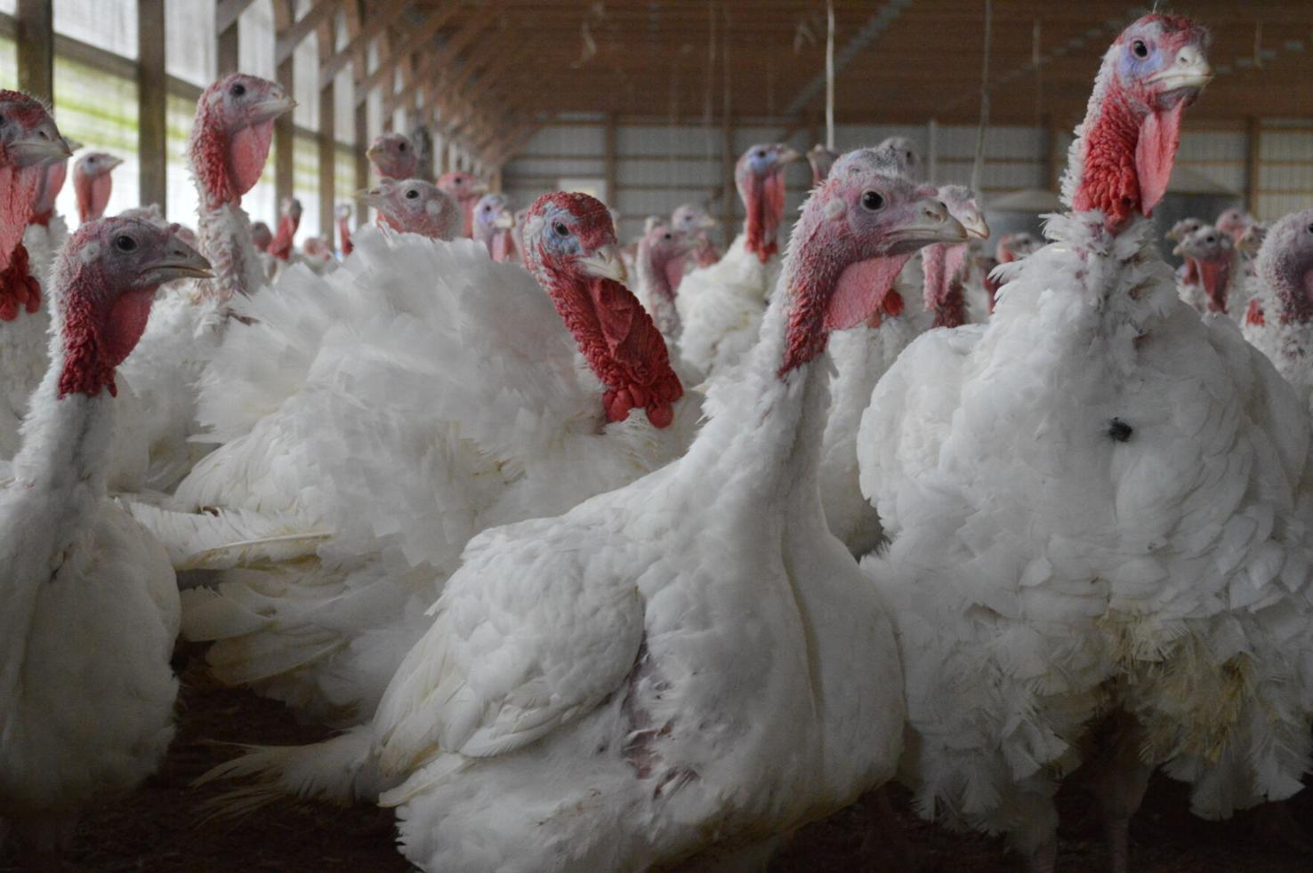 Ohio Farms Hit With Avian Influenza | Poultry News | lancasterfarming.com
