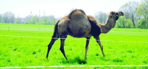 Getting Over the Hump | Farming and Agricultural News ...