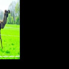 Getting Over the Hump | Farming and Agricultural News ...