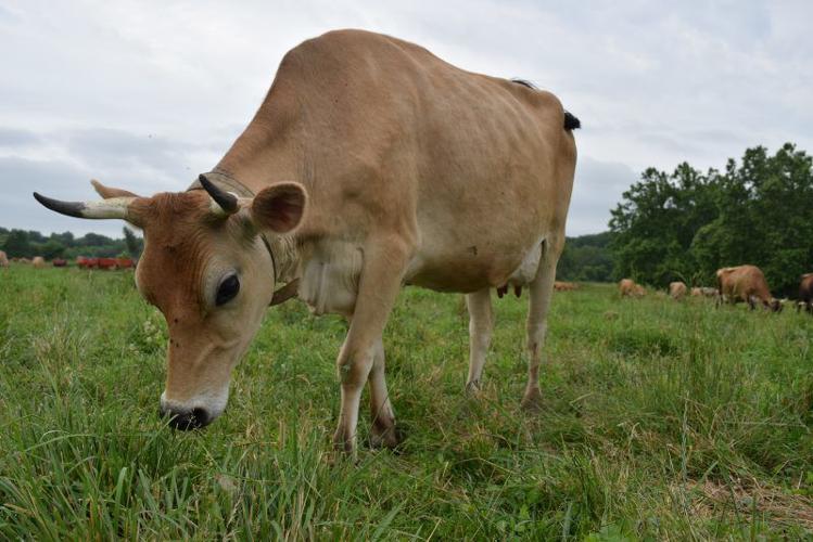 Thank Your Lucky Seven Stars | Farming and Agricultural News ...