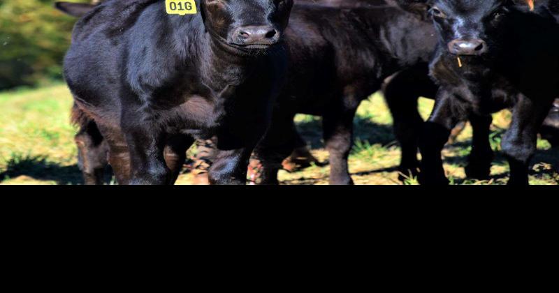 Opinion: Celebrating and Supporting Pennsylvania Beef | Livestock News ...