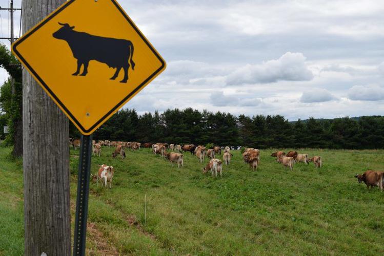 Thank Your Lucky Seven Stars | Farming and Agricultural News ...