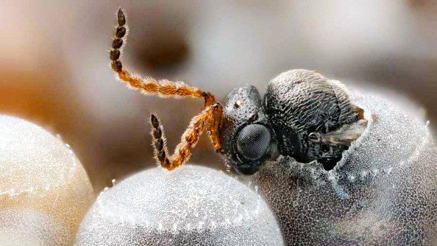Samurai Wasps Released to Combat Stink Bugs | Farming and Agricultural ...