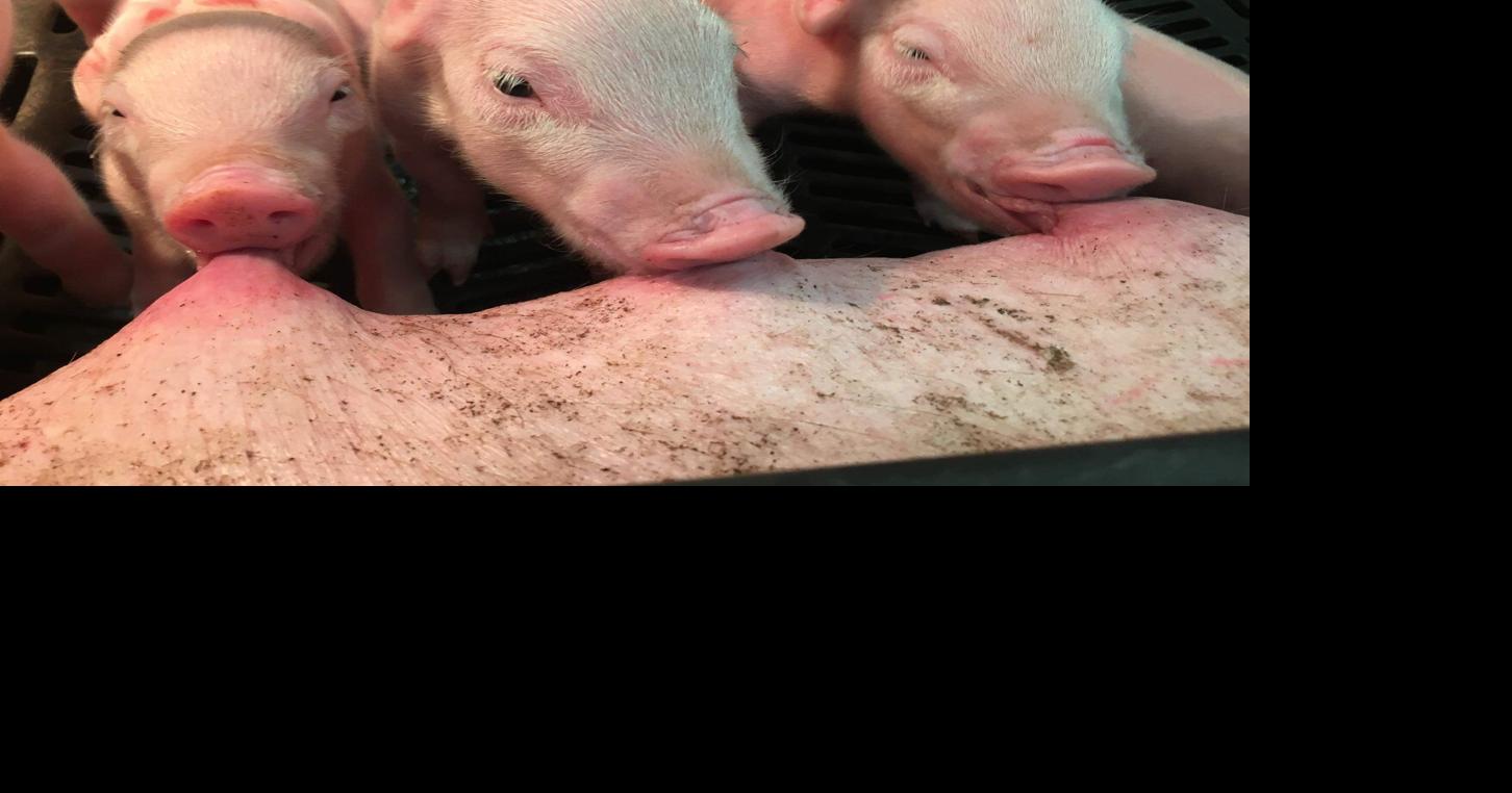 Know What You're Looking For in Your Pigs Before Breeding | Livestock ...