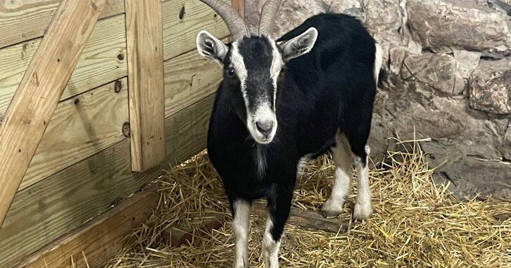 Escaped Goat on the Loose in Berks County Finally Captured | Farming ...