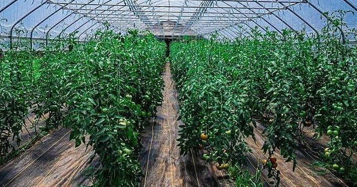 Navigating the Timing of Winter Produce Production | Fruit and ...