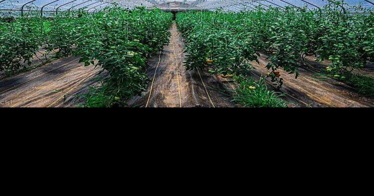 Learn How High Tunnels Allow Vegetable Farmers to Grow Year Round ...