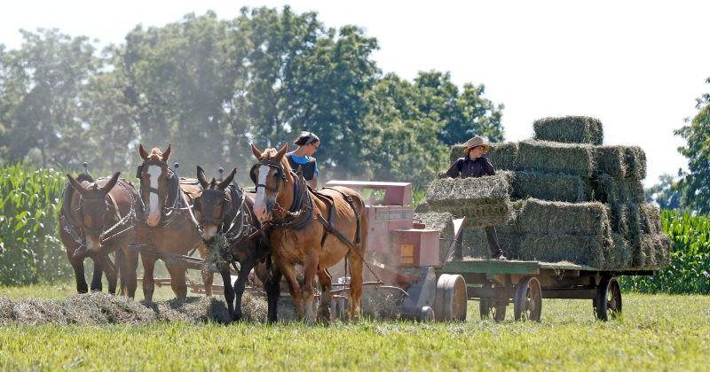 Hay Makers Learn Ways to Prevent Losses | Farming and Agricultural News ...