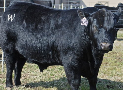 Whitestone Bull Sale: Something Old, Something New | | lancasterfarming.com