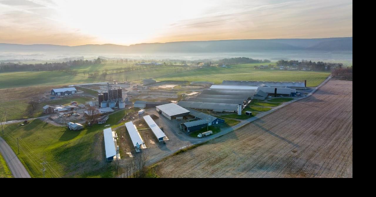 Dairy Farm Turns Leftover Cow Feed Into Beef | Dairy News ...