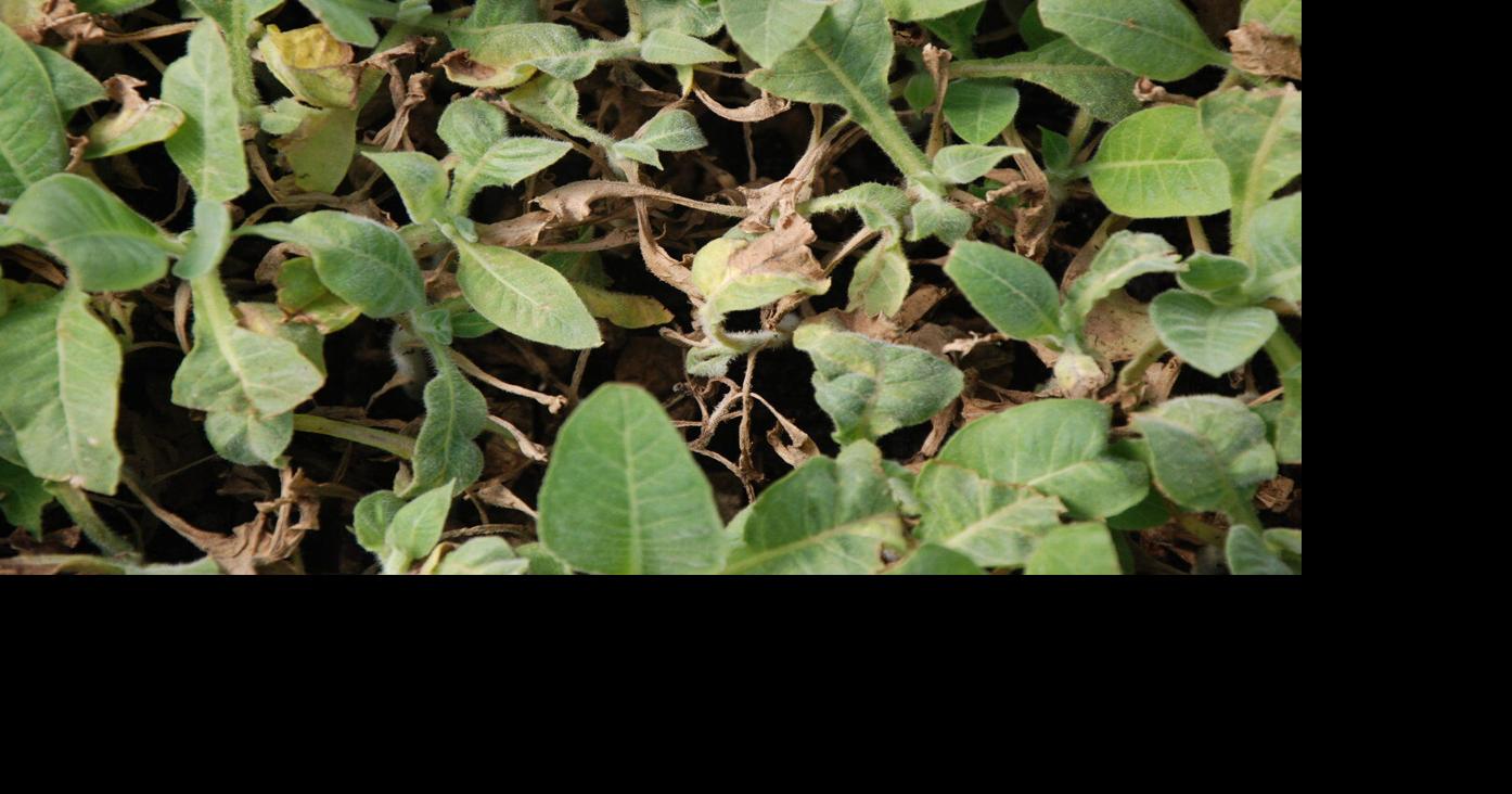 Blue Mold Found in Lancaster: What Growers Need to Know | Field Crop ...