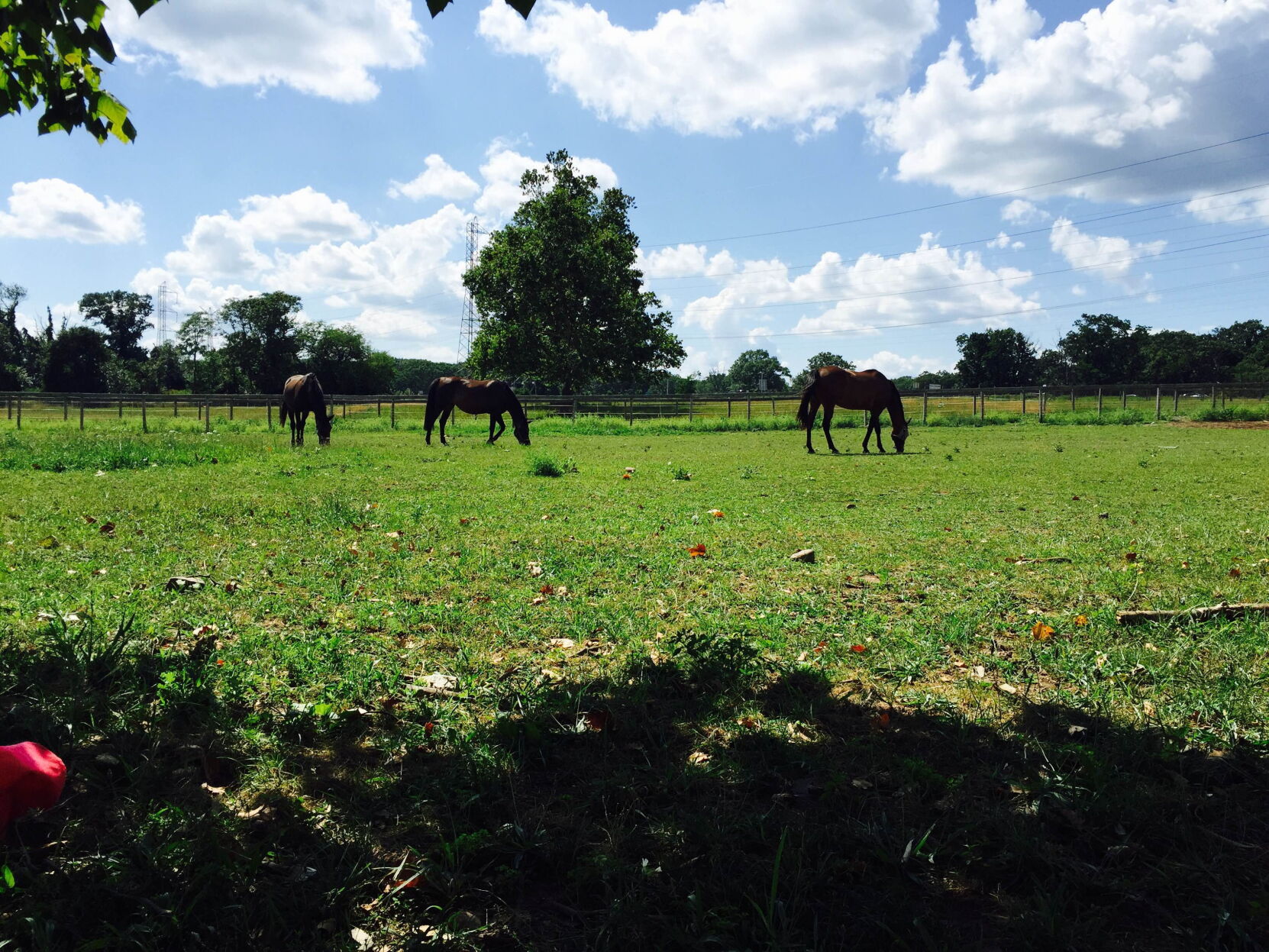 Fighting Off Buttercups and Reseeding Your Pasture for Horse Health | Horse News and Equine ...
