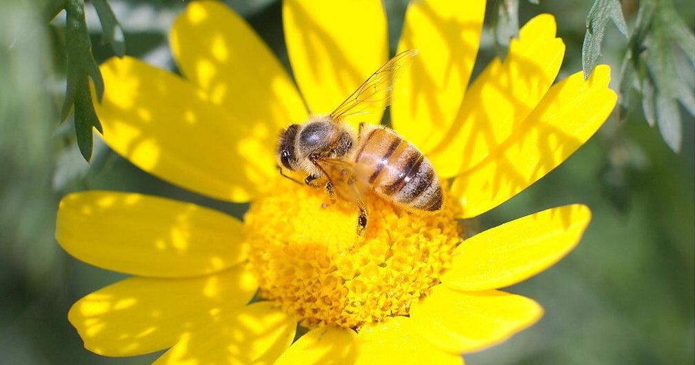 Bee or Not a Bee? How to Identify Bees from Lookalike Imposters ...