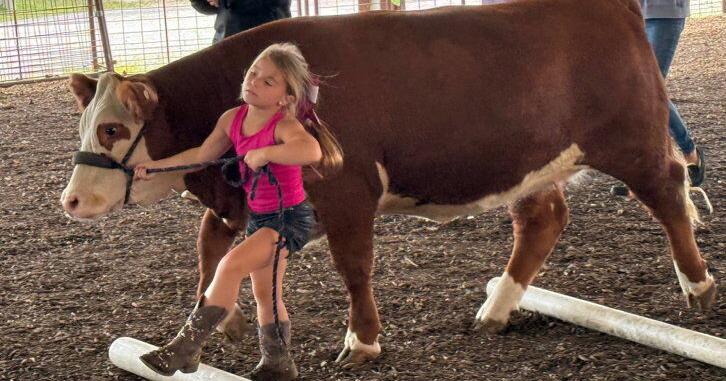 New Jersey State Fair Beef Obstacle Course a Showcase for the Sure ...