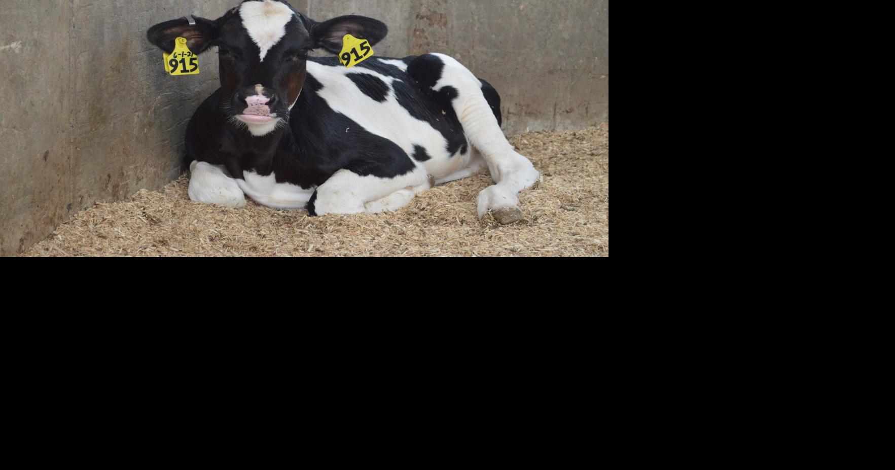 Where Does Hay Fit Into the Calf Diet? | Farming and Agricultural News ...