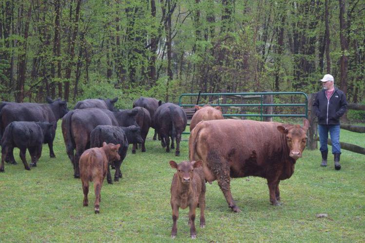 Lowlines Bring High Efficiency to Beef Breeder | Farming and ...