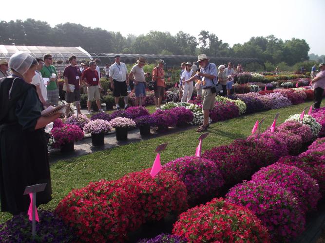 Flower Trials Bloom Well Despite High Temps | Gardening Tips and How-To ...