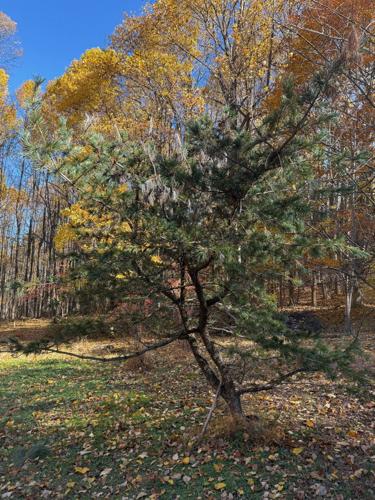 Live Trees: Choosing Plantable Decor for the Holiday | Gardening Tips ...