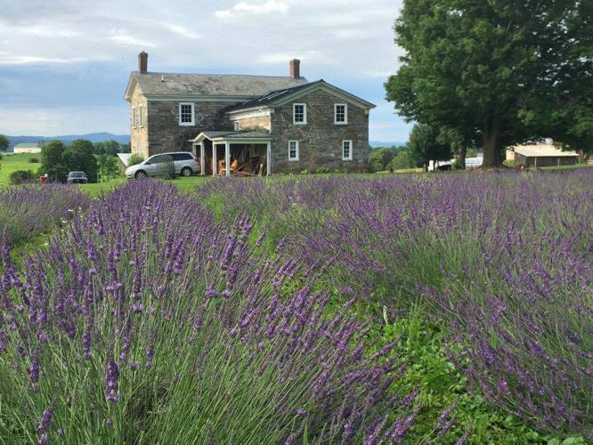 Bringing Tech and Career Skills to Lavender Growing | Farm and Rural ...