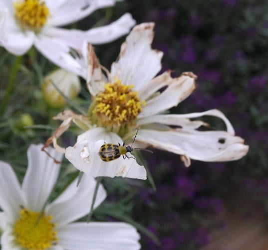Managing Insect Pests in Cut Flowers Using Biologically Based ...