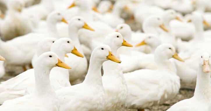 Lancaster County Duck Farm Tests Positive for Avian Influenza | Farming ...