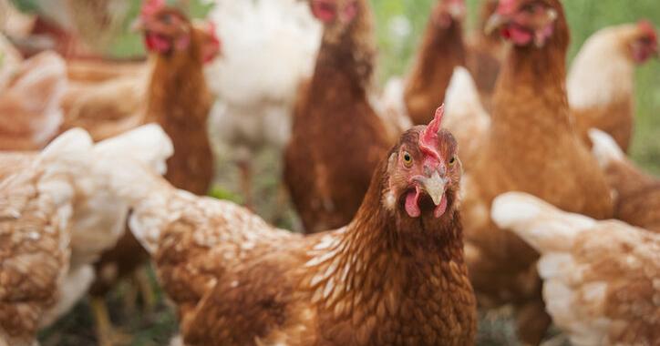 Farmers Face Avian Flu as ‘New Normal’ | Farming and Agricultural News ...