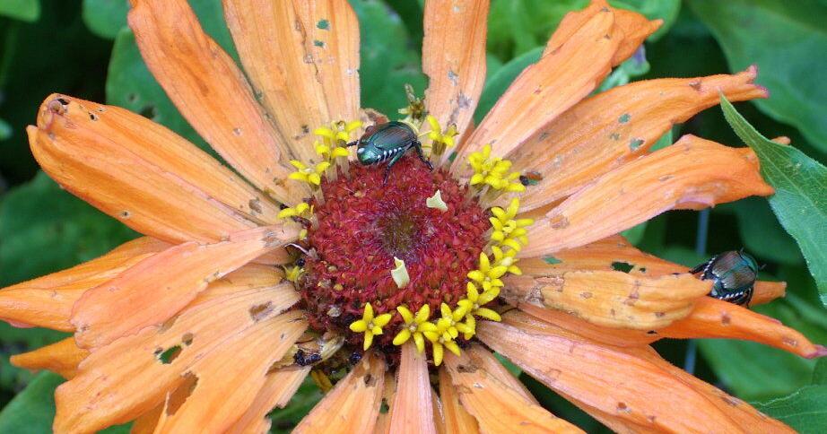 Managing Insect Pests in Cut Flowers Using Biologically Based ...