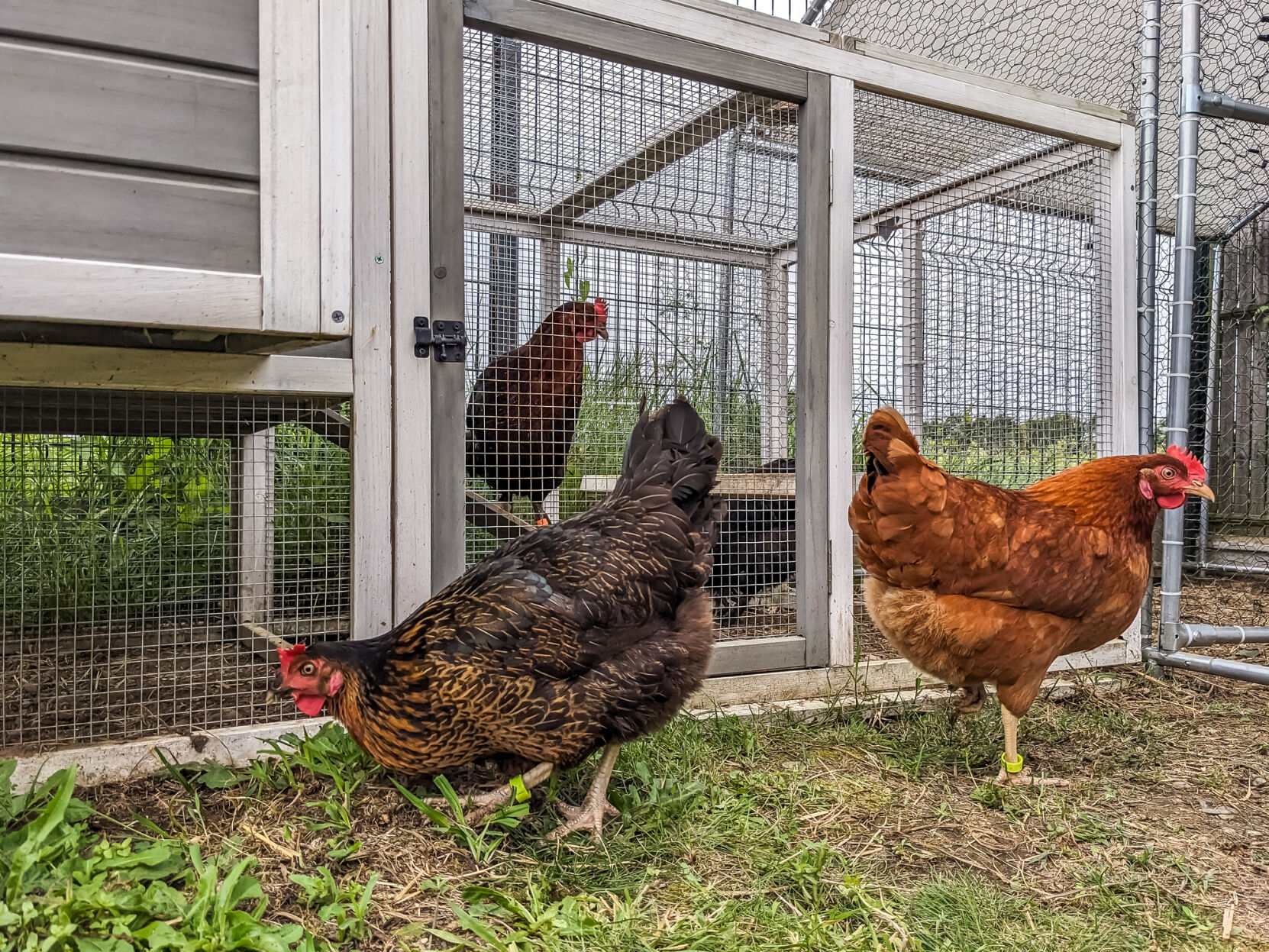 How Much Does It Cost to Keep Backyard Chickens? | Poultry News | lancasterfarming.com