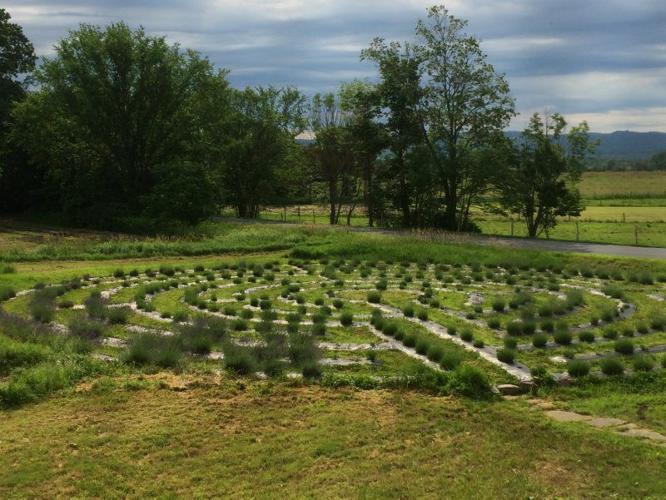 Bringing Tech and Career Skills to Lavender Growing | Farm and Rural ...