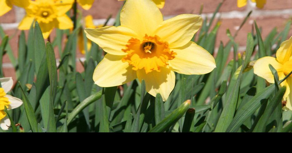 Why This Spring's Weather Has Kept the Flowers Blooming [Opinion ...