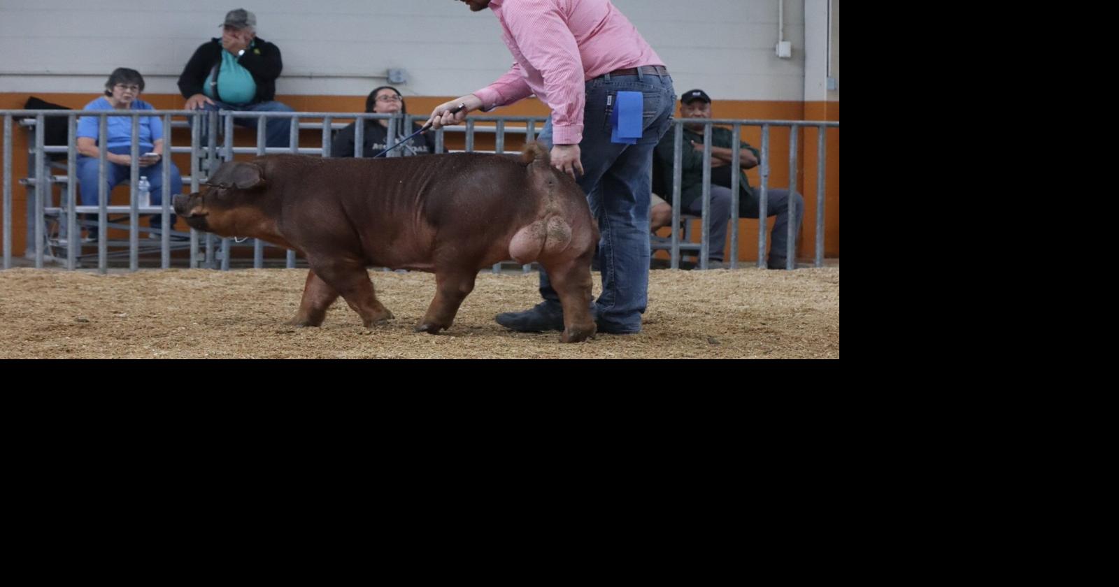 Family’s Duroc Pigs Take Two Supremes at KILE | Farm Shows, County ...