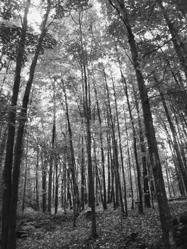 State College Kids Can See Both Forest, Trees | | lancasterfarming.com