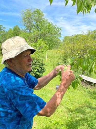 Extension Retiree Leads Effort to Protect Rare and Historic Trees ...