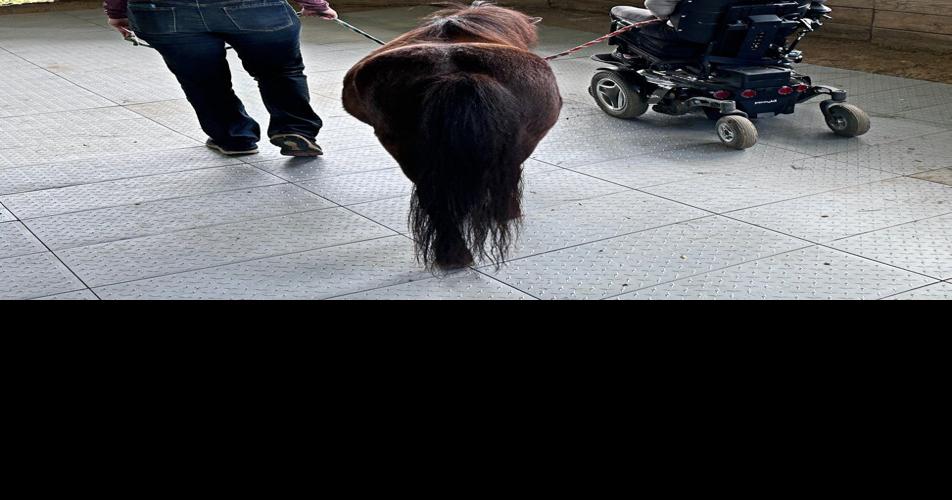 Occupational Therapy and Trust with Miniature Horses | Horse News and ...