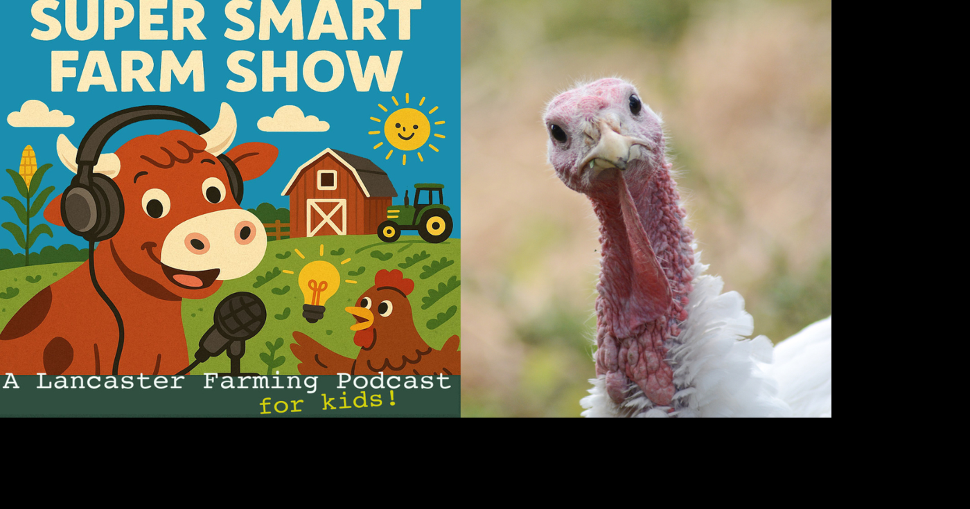 Why Do We Eat Turkey at Thanksgiving? | Super Smart Farm Show ...