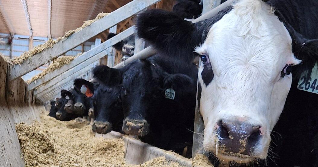 New Program Trains Future Virginia Cattle Industry Leaders ...