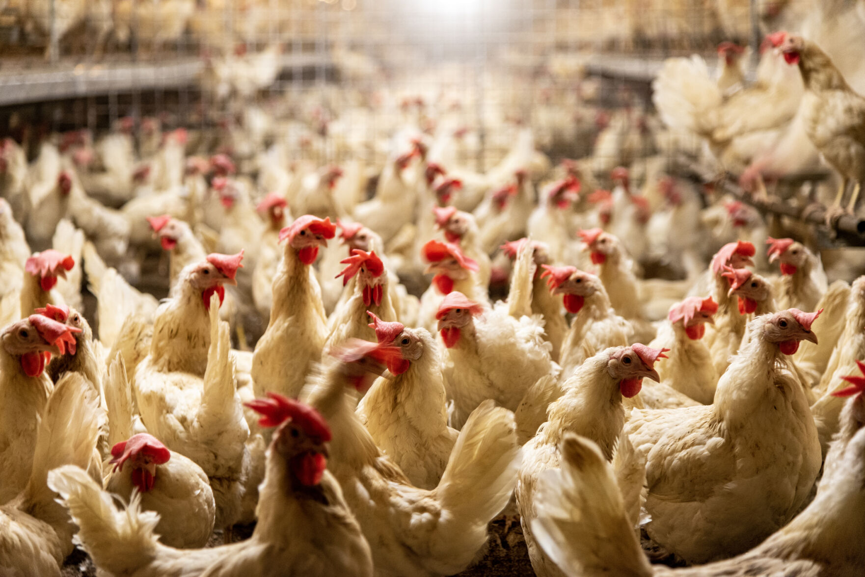 Poultry Industry Survey Identifies Trends and Challenges | Poultry News ...