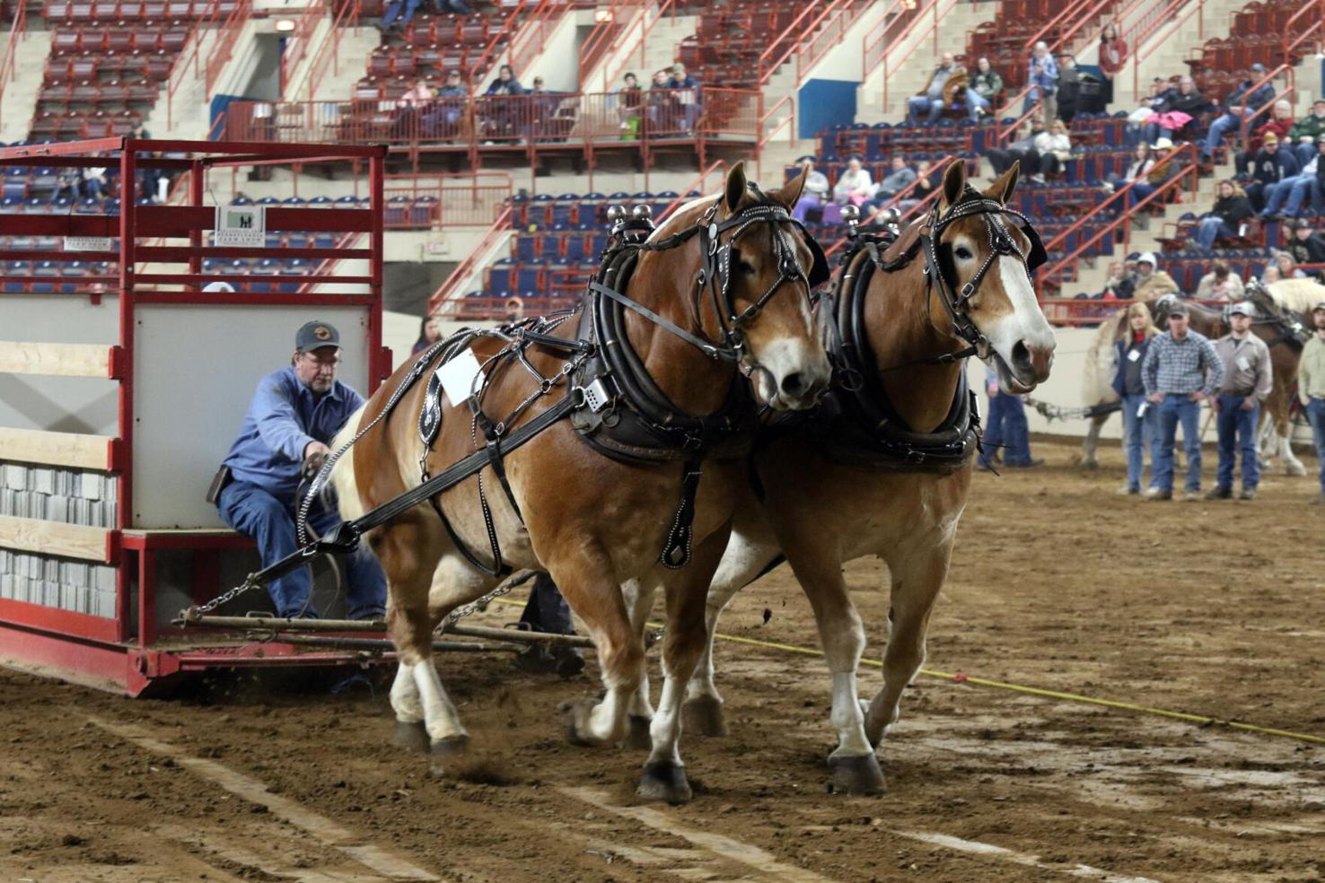 Miniature Horses Pull Major Weight at PA Farm Show | Farm Shows, County ...