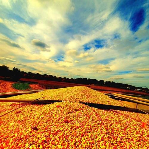 Maryland Farmer Finds Success in Corn Yield Contest | Farming and ...