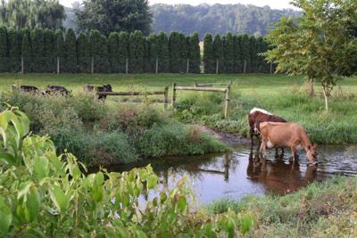 Streams, Cattle Can Coexist | News | lancasterfarming.com