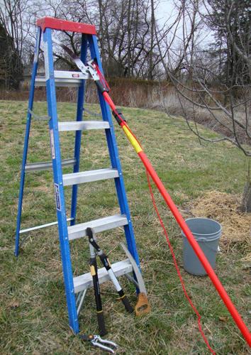 A Well-Pruned Tree is a ‘Fruit-Full’ Tree | Gardening Tips and How-To ...